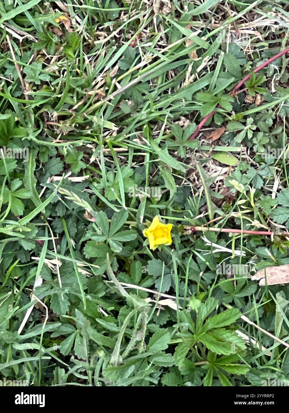 Creeping cinquefoil (Potentilla reptans Stock Photo - Alamy
