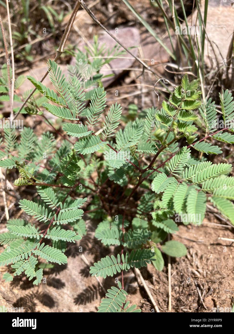 Acacia angustissima hi-res stock photography and images - Alamy