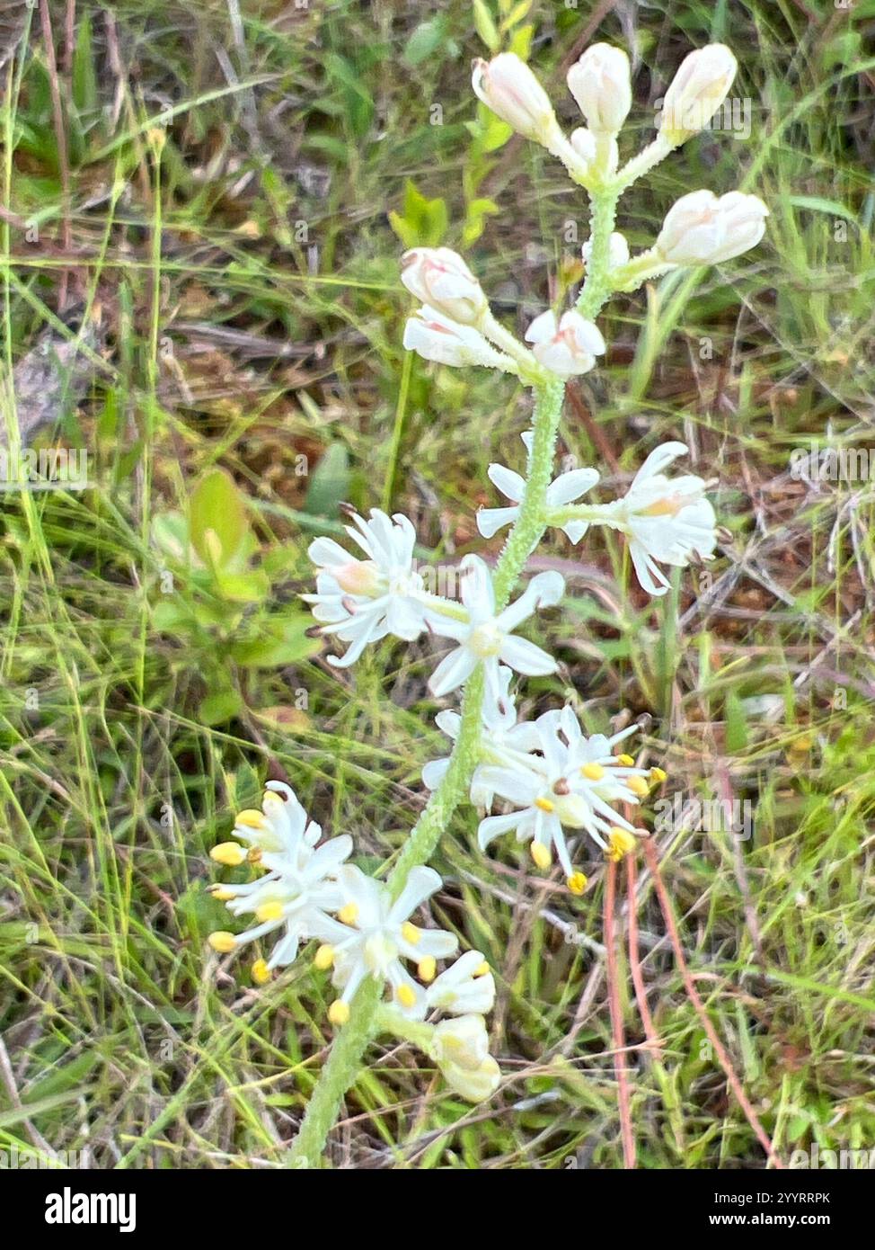coastal false asphodel (Triantha racemosa Stock Photo - Alamy