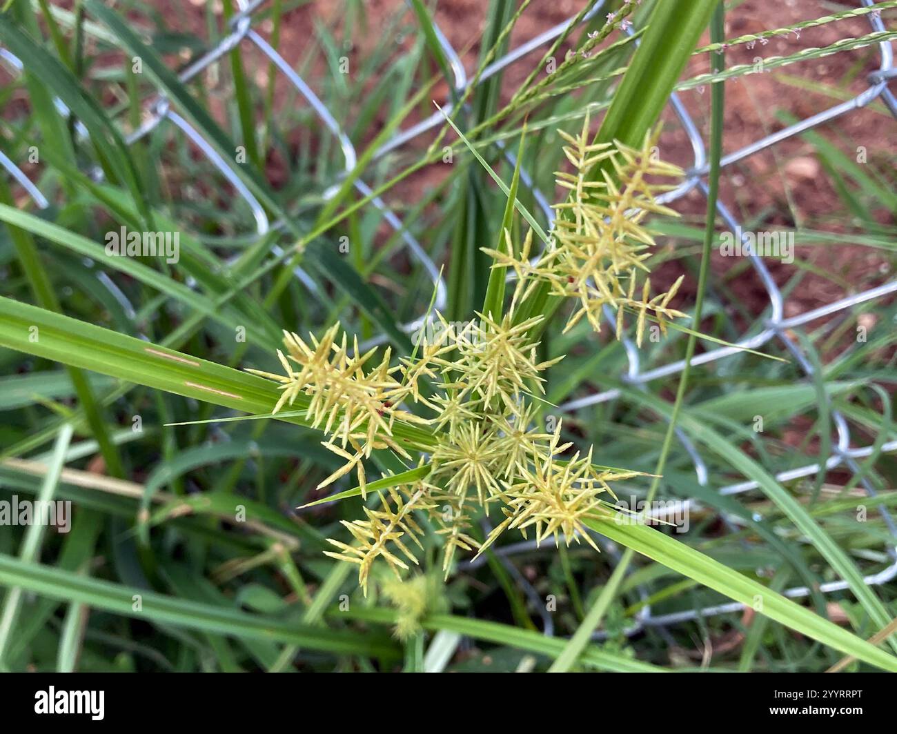 yellow nutsedge (Cyperus esculentus Stock Photo - Alamy