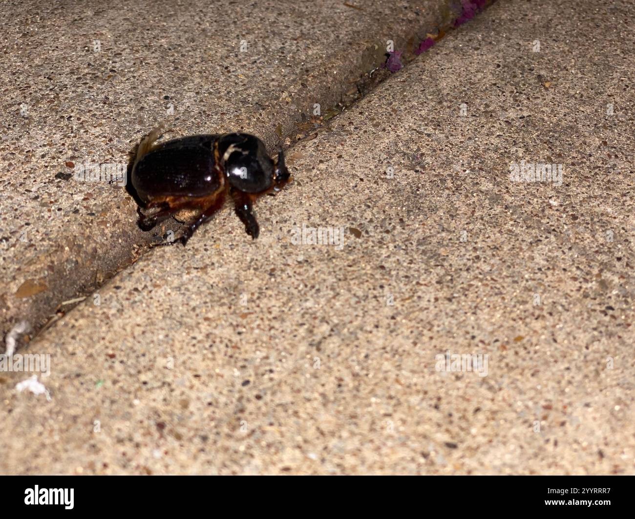 Eastern Rhinoceros Beetle (Xyloryctes jamaicensis Stock Photo - Alamy