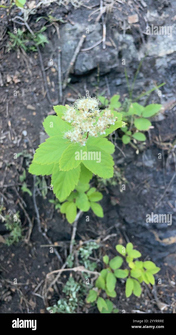 Shinyleaf Meadowsweet (Spiraea lucida Stock Photo - Alamy