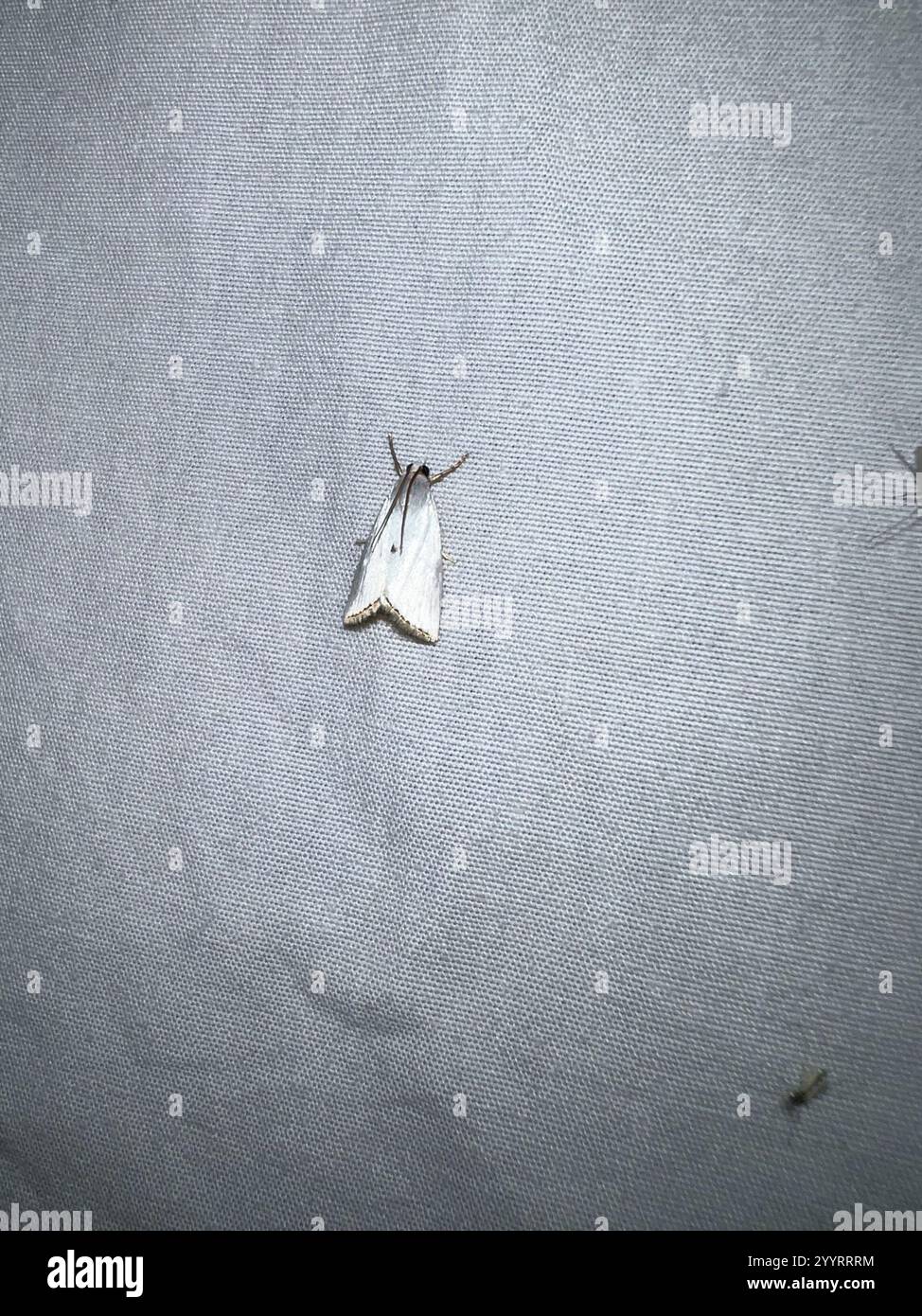 Snowy Urola Moth (Urola nivalis Stock Photo - Alamy