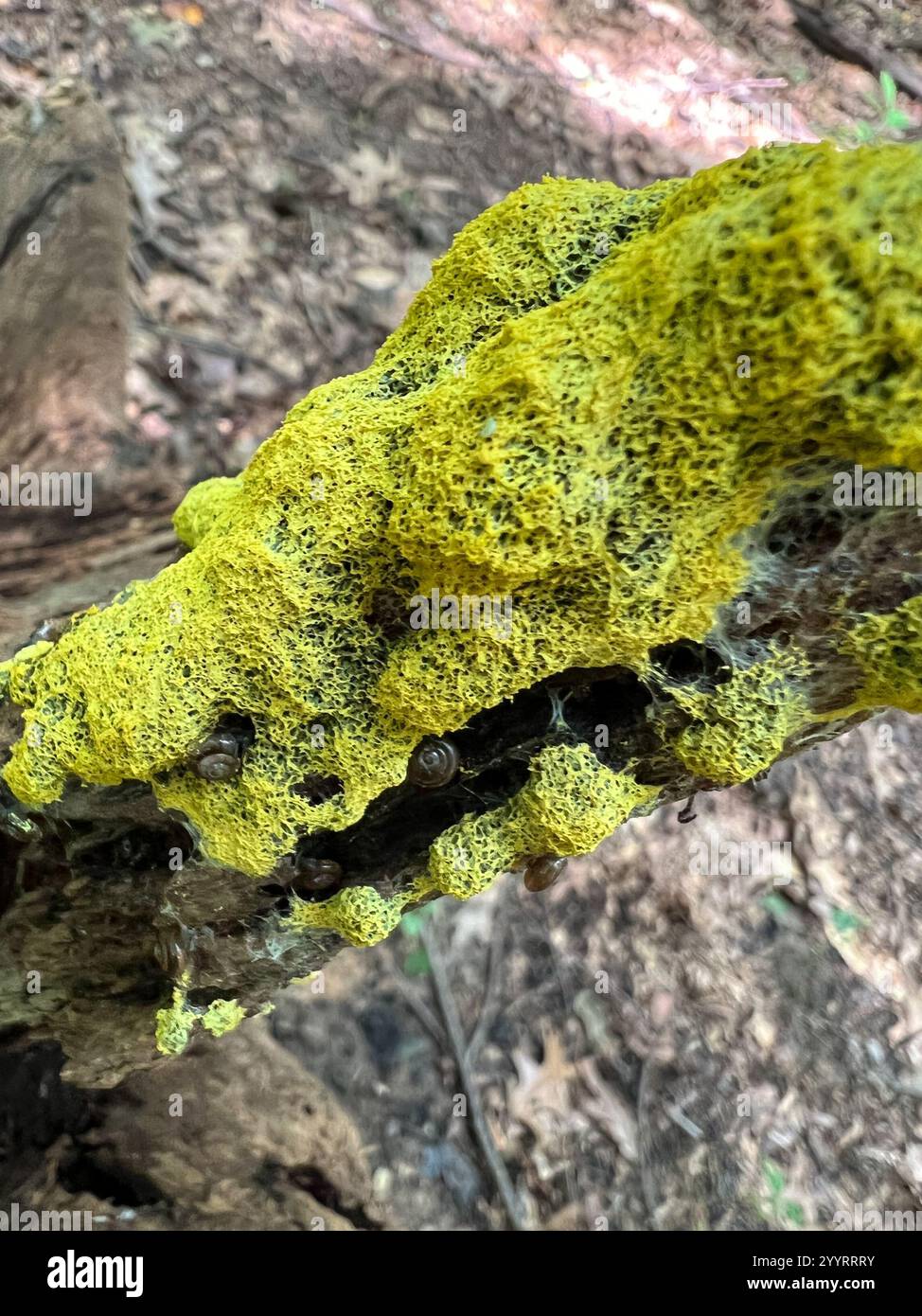 Dog Vomit Slime Mold (Fuligo septica Stock Photo - Alamy