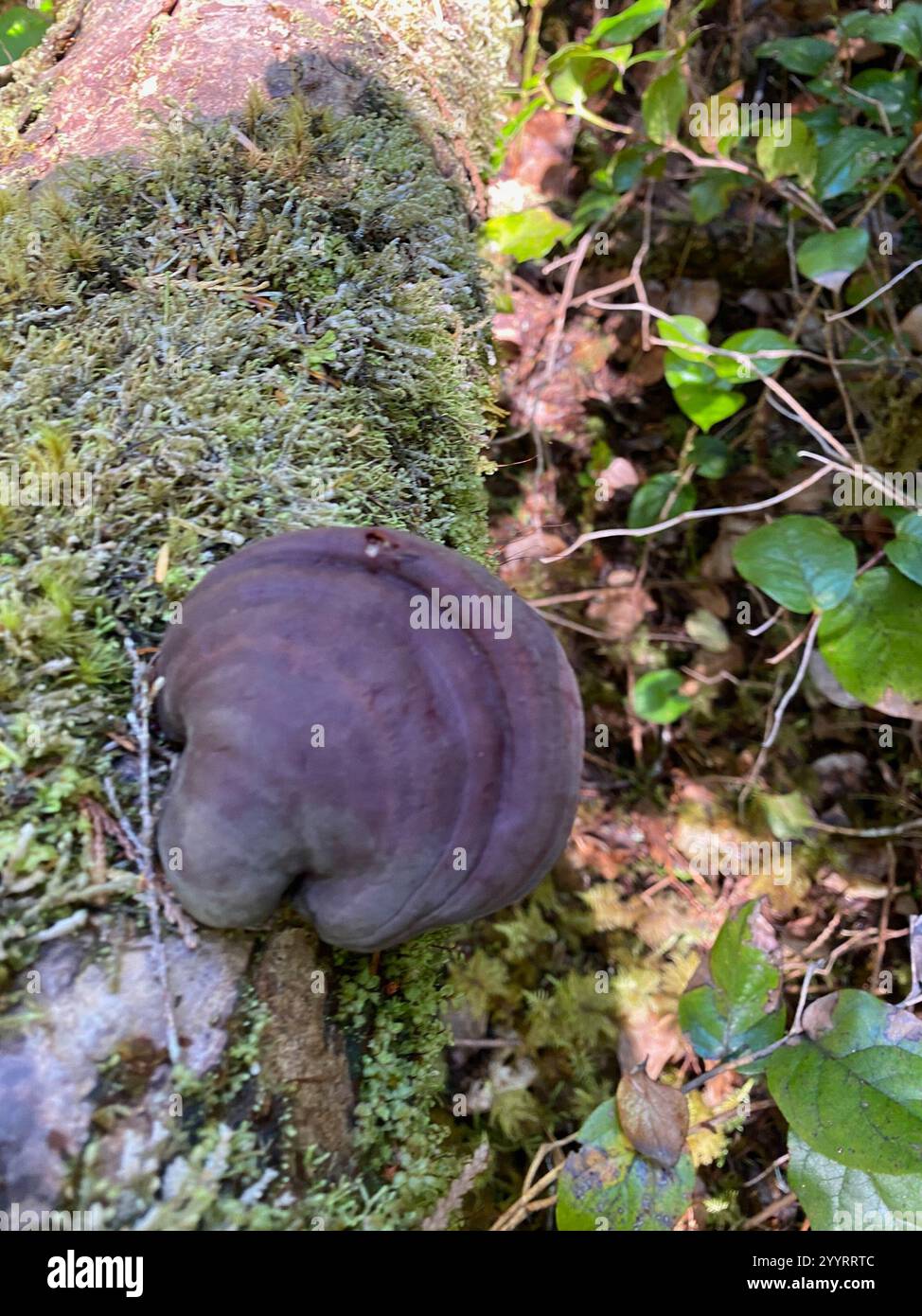 West Coast Reishi (Ganoderma oregonense Stock Photo - Alamy