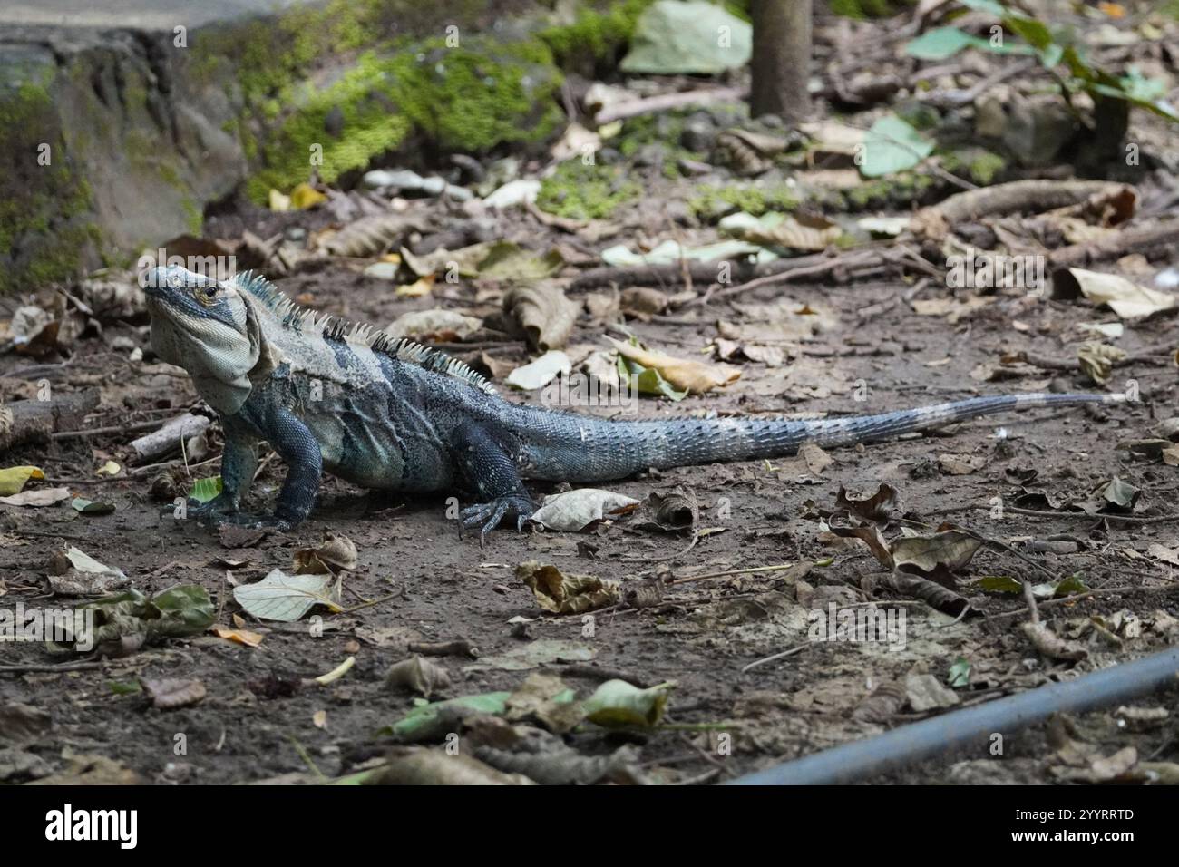 Black Spiny-tailed Iguana (Ctenosaura similis Stock Photo - Alamy