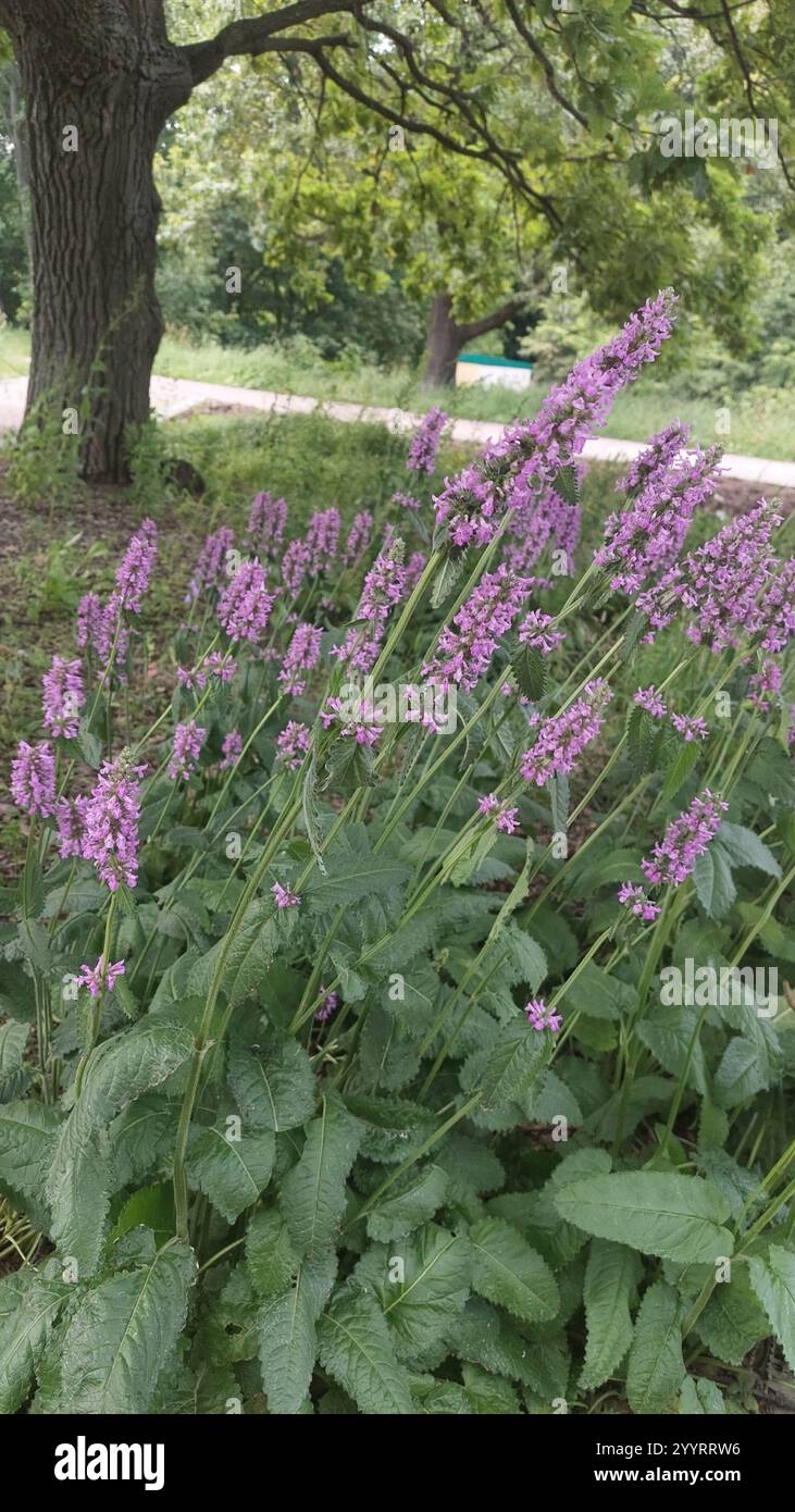 common hedge-nettle (Betonica officinalis Stock Photo - Alamy