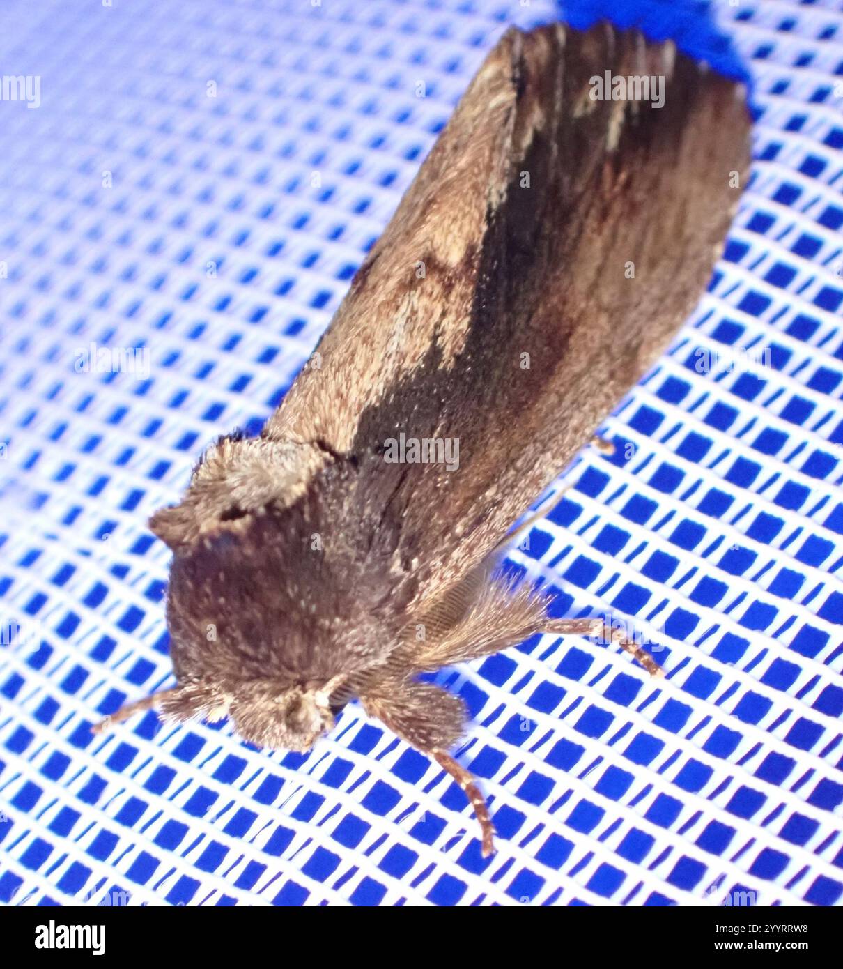 Cowled Rough-head (Hylaeora capucina Stock Photo - Alamy