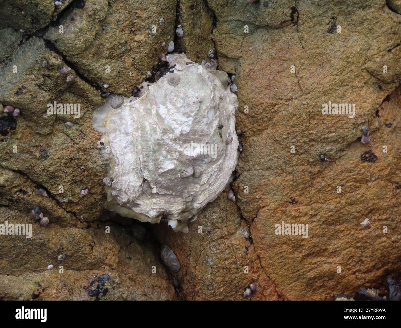 Pacific Oyster (Magallana gigas Stock Photo - Alamy