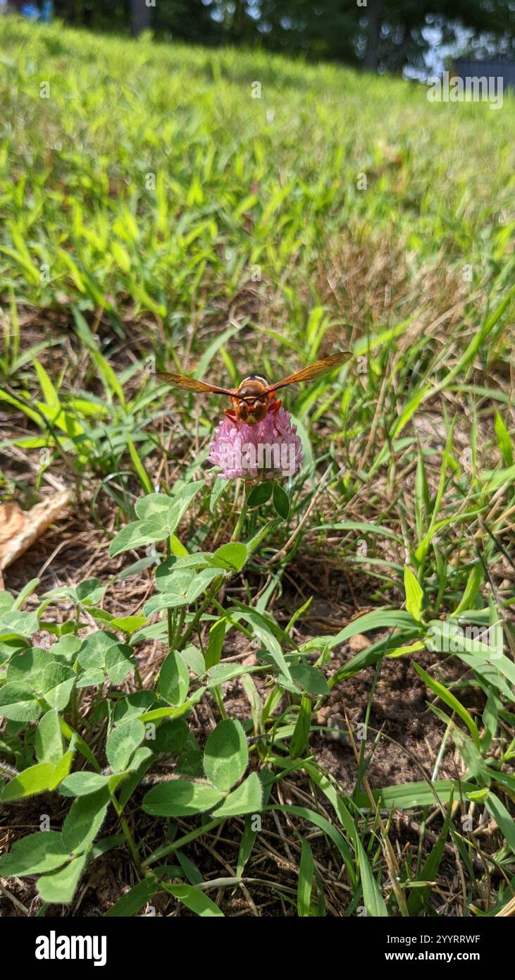Eastern Cicada-killer Wasp (Sphecius speciosus Stock Photo - Alamy