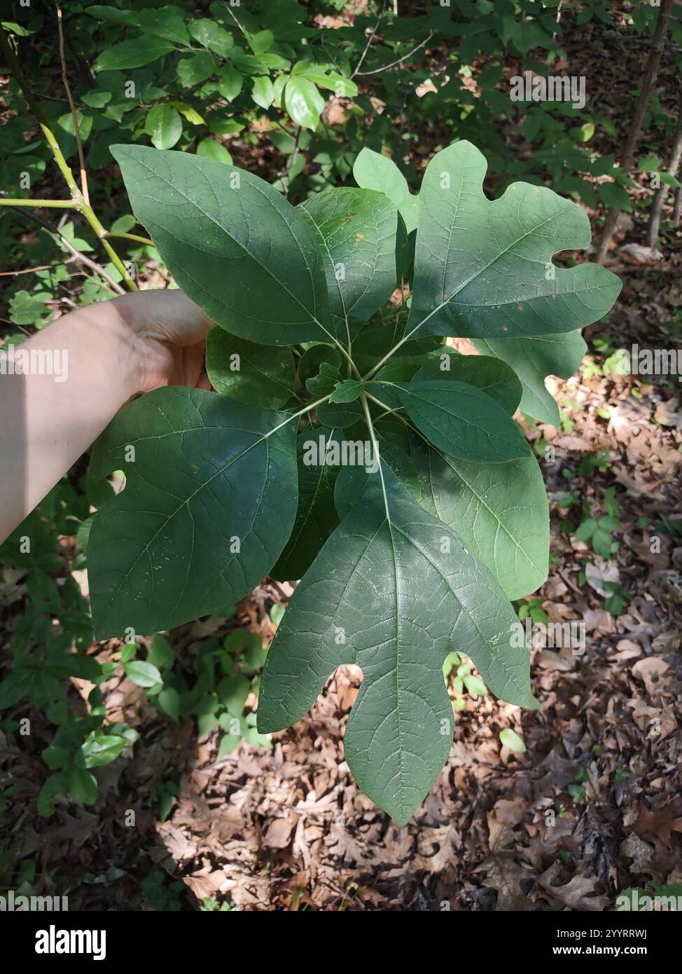 sassafras (Sassafras albidum Stock Photo - Alamy