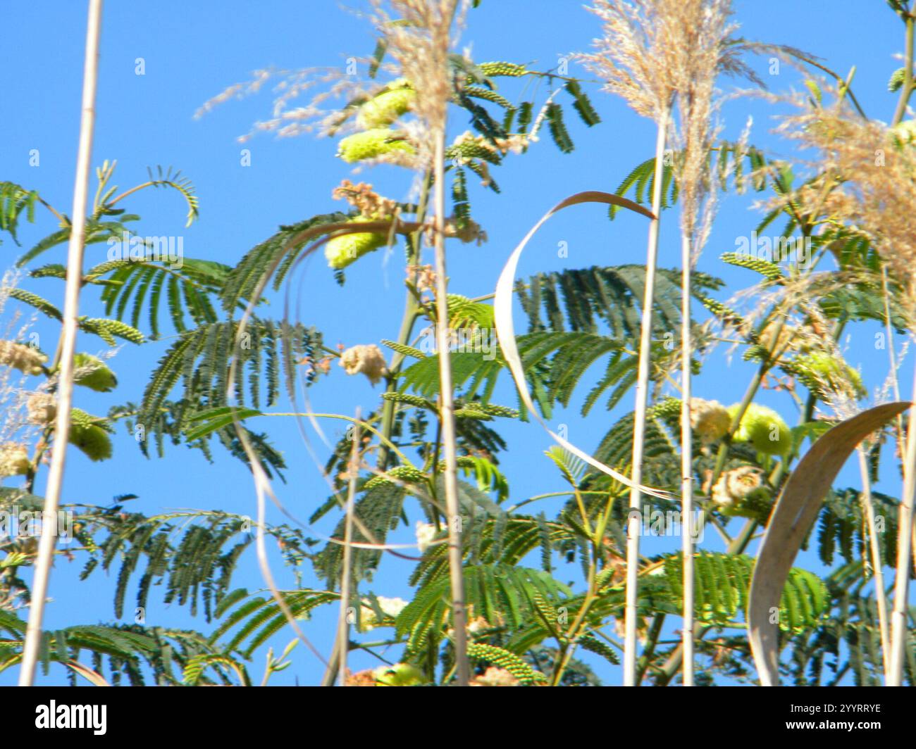 Plume Albizia (Paraserianthes lophantha Stock Photo - Alamy