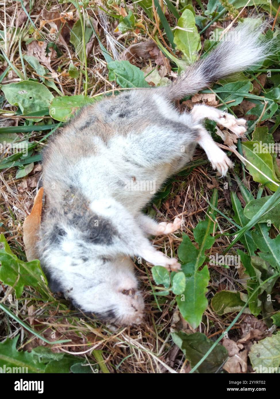 European Garden Dormouse (Eliomys quercinus Stock Photo - Alamy