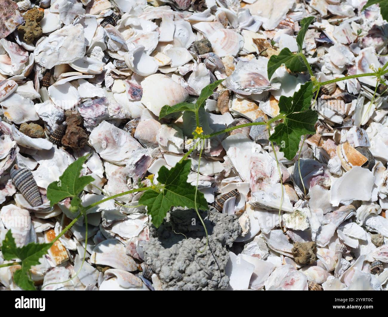 Madras Pea Pumpkin (Cucumis maderaspatanus Stock Photo - Alamy