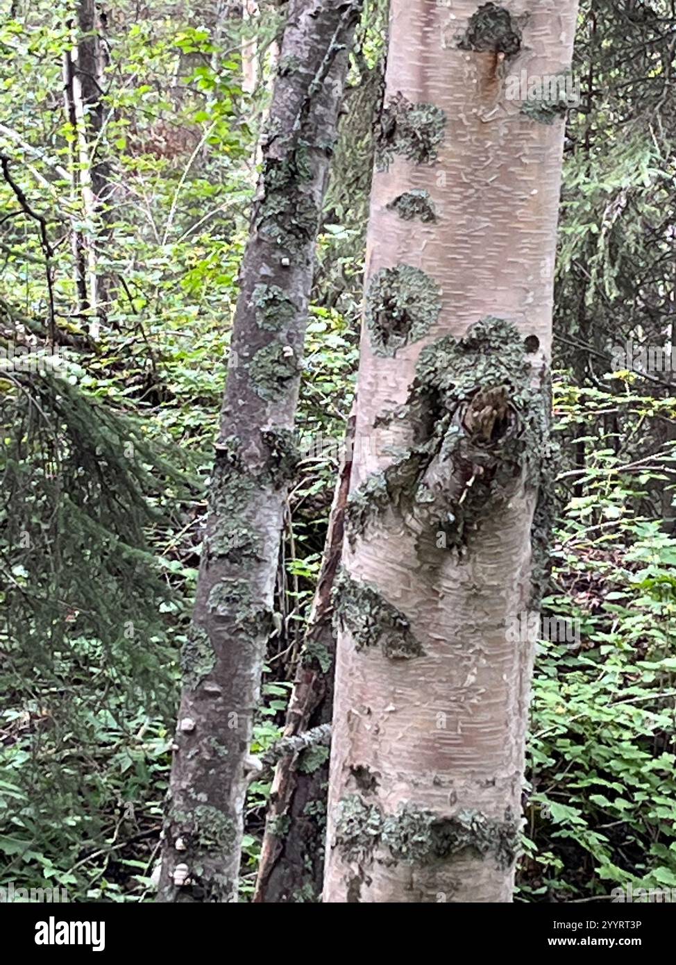 Alaska Paper Birch (Betula neoalaskana Stock Photo - Alamy