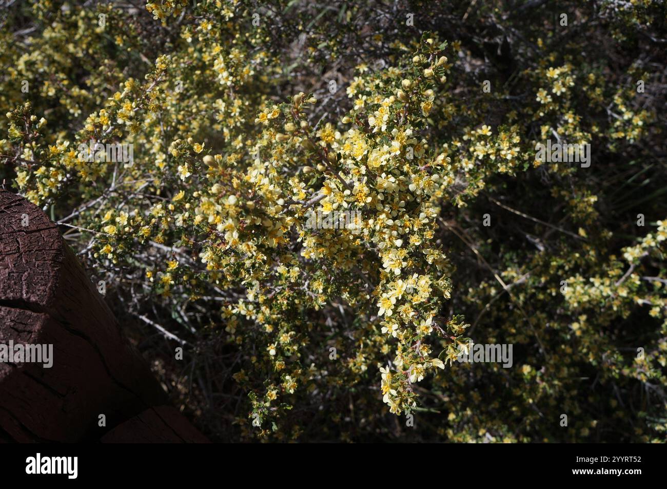 Antelope Bitterbrush (Purshia tridentata Stock Photo - Alamy