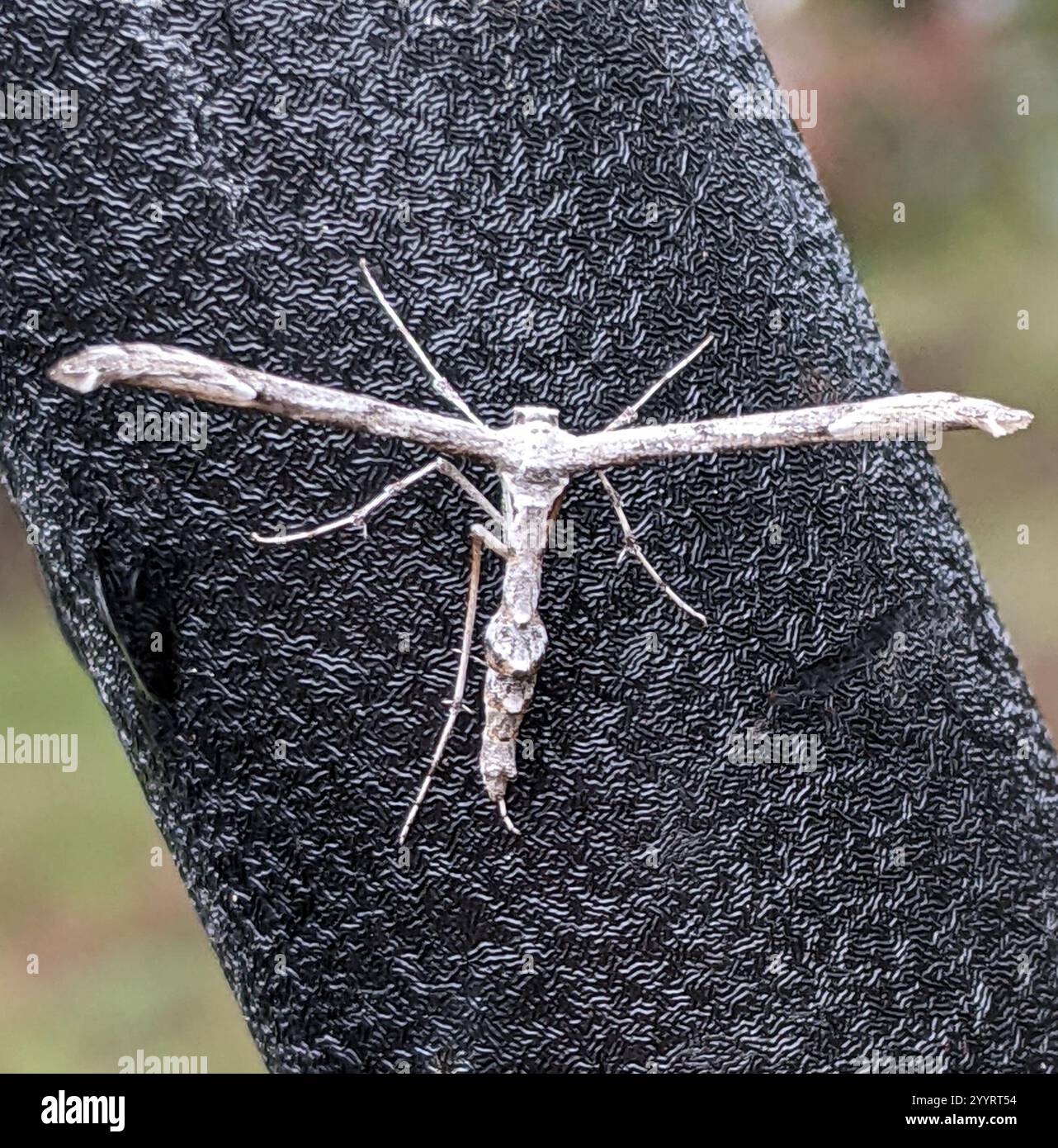 Plume Moths (Pterophoridae Stock Photo - Alamy