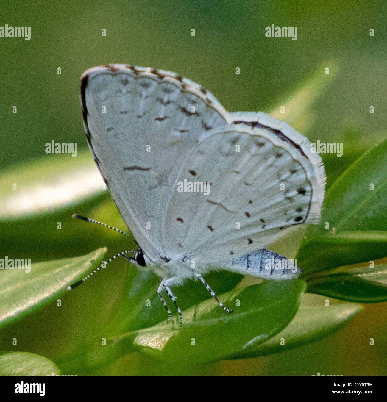 Summer Azure (Celastrina neglecta Stock Photo - Alamy