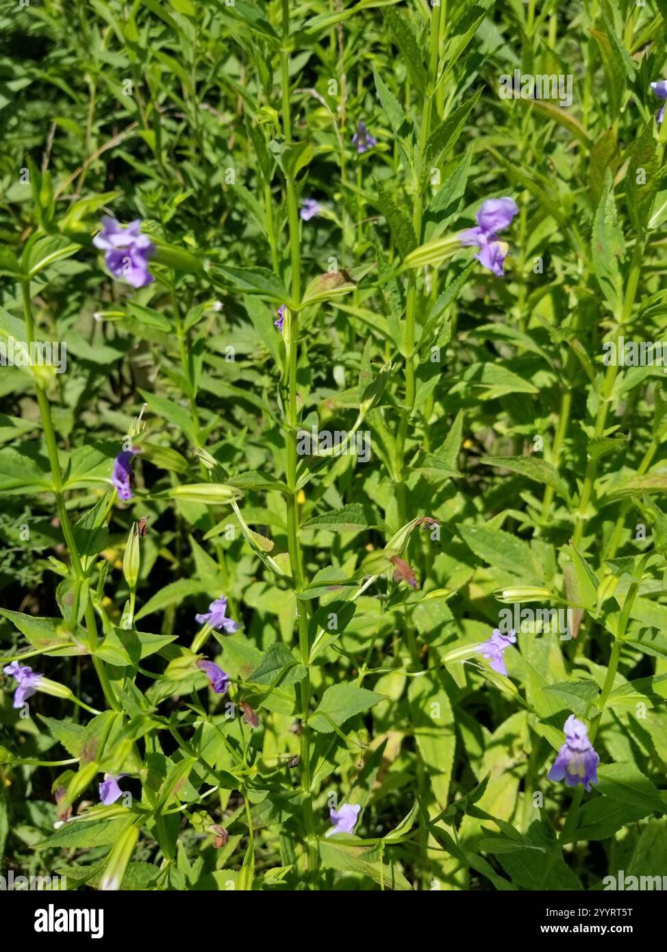 Allegheny monkeyflower (Mimulus ringens Stock Photo - Alamy
