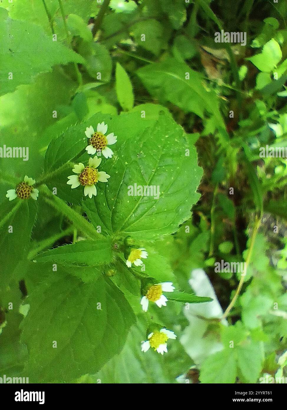 shaggy soldier (Galinsoga quadriradiata Stock Photo - Alamy