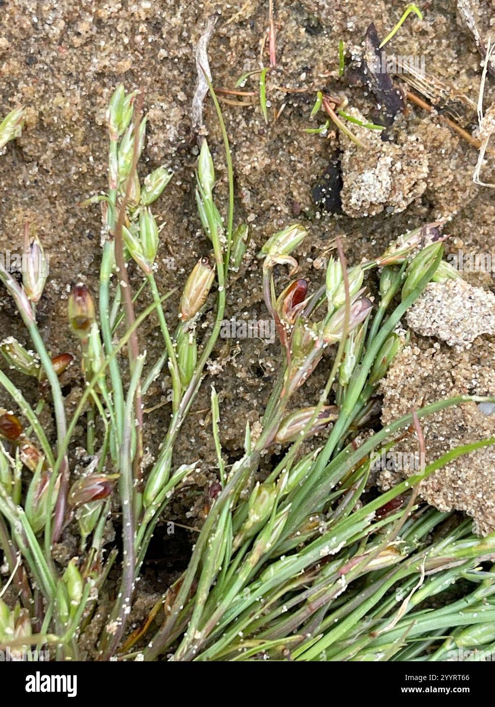 clustered toad rush (Juncus ranarius Stock Photo - Alamy