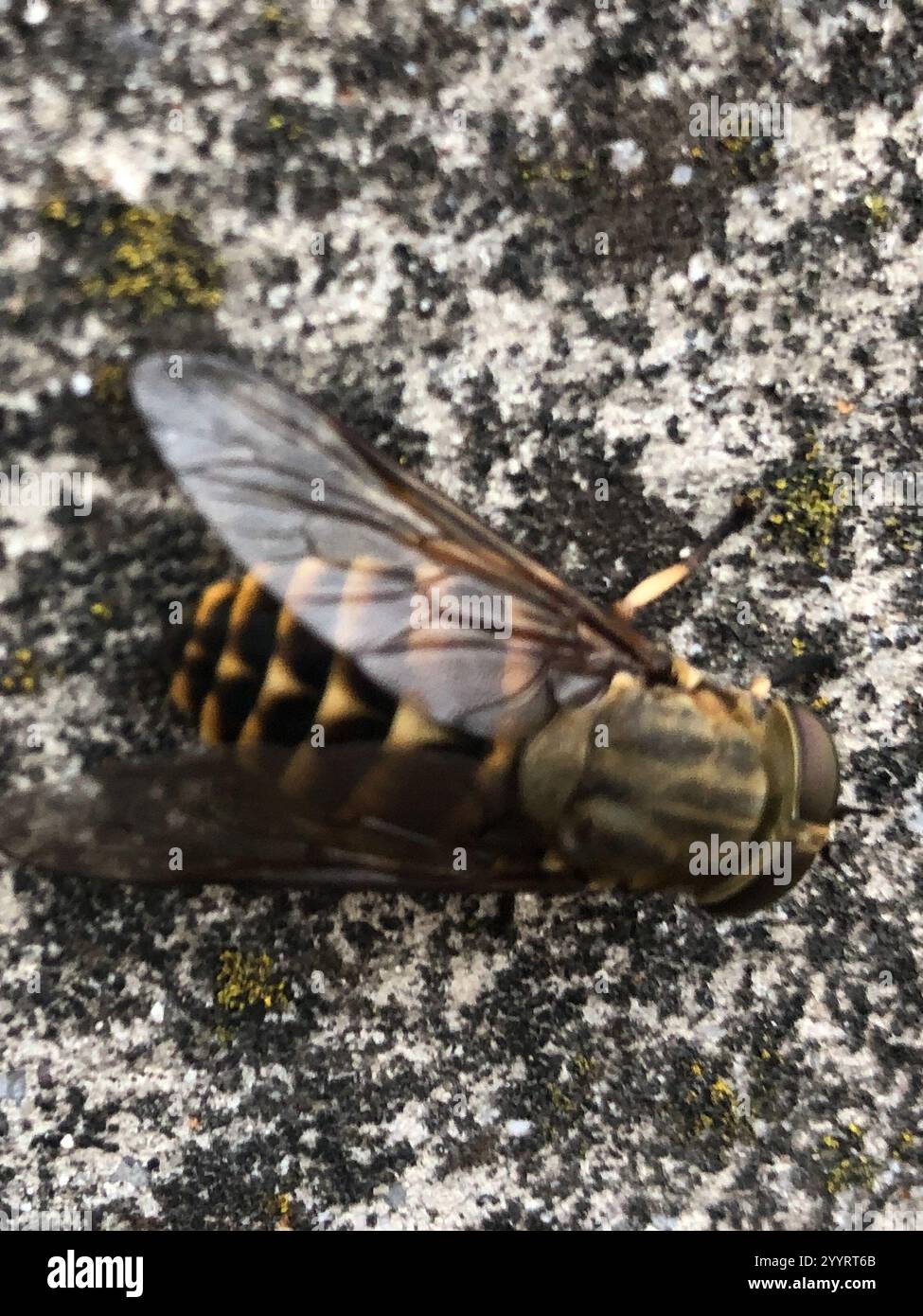 Dark Giant Horse Fly (Tabanus sudeticus Stock Photo - Alamy