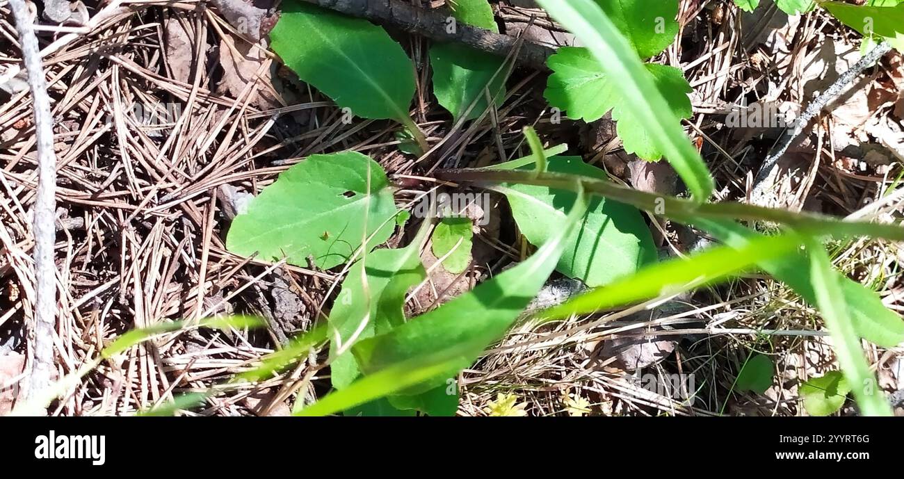 Field Fleawort (Tephroseris integrifolia Stock Photo - Alamy
