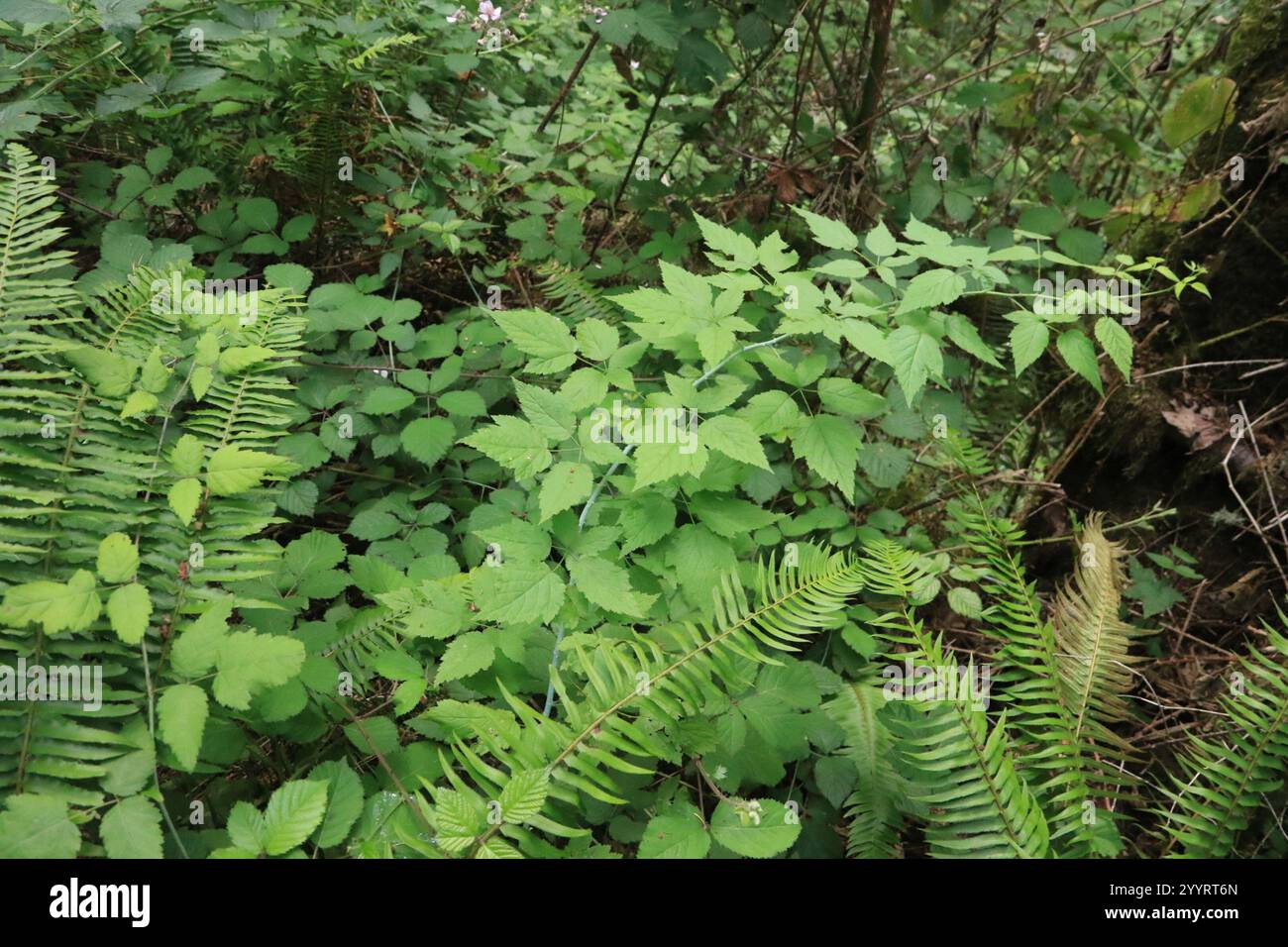 whitebark raspberry (Rubus leucodermis Stock Photo - Alamy
