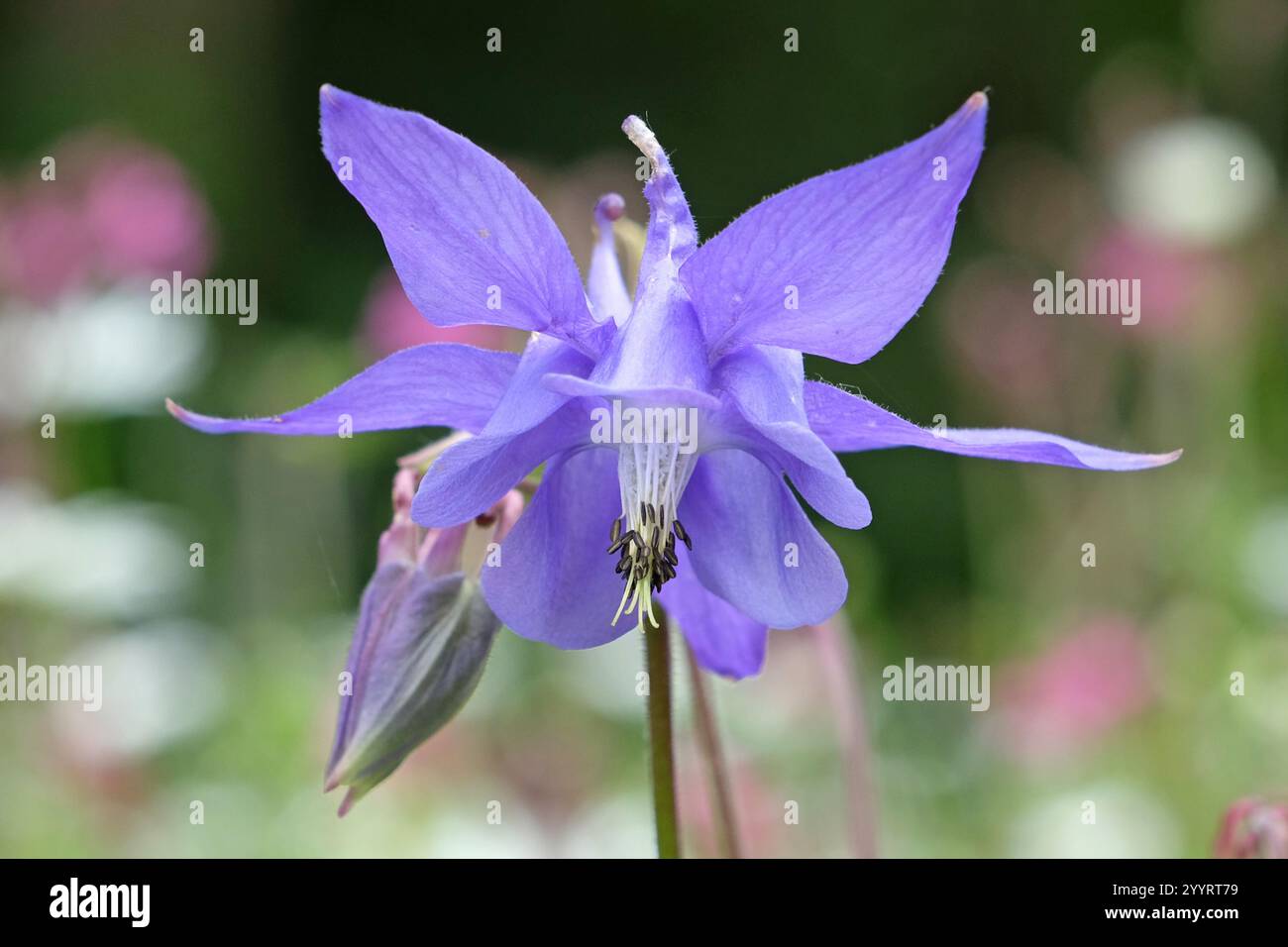 Purple Aquilegia vulgaris, Common Columbine, also known as American ...