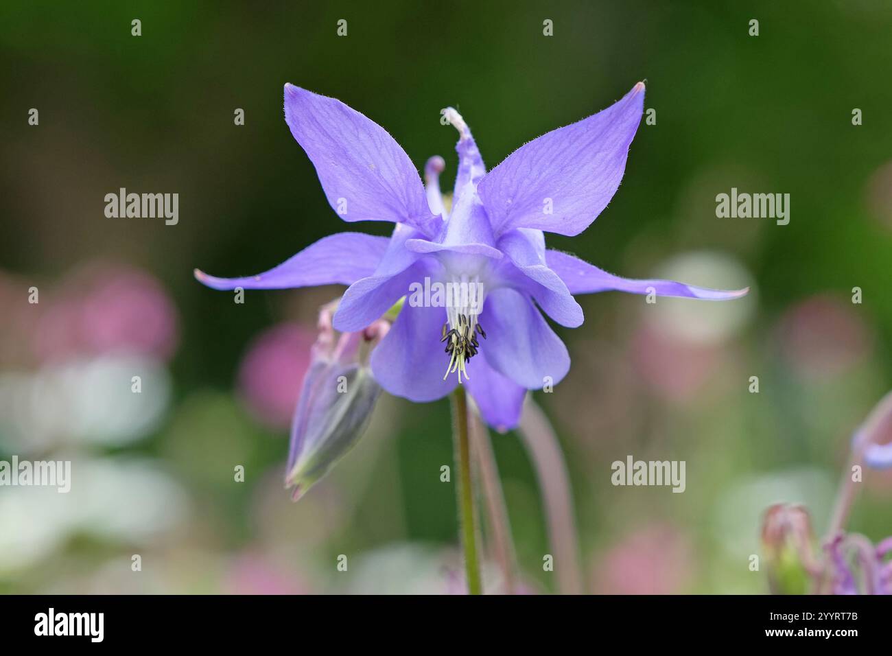 Purple Aquilegia vulgaris, Common Columbine, also known as American ...