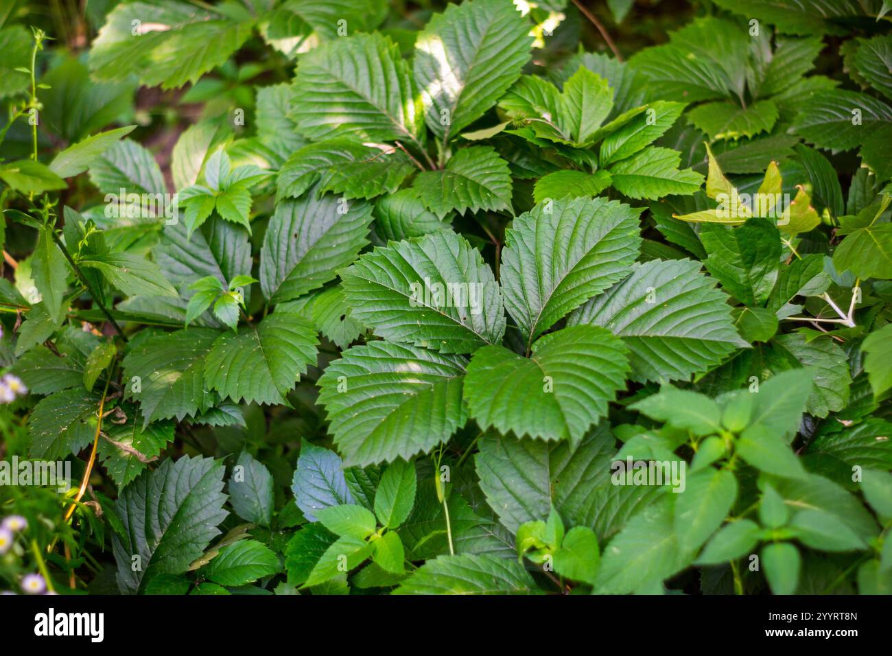 Lush green leaves display a variety of textures and shapes in a natural ...