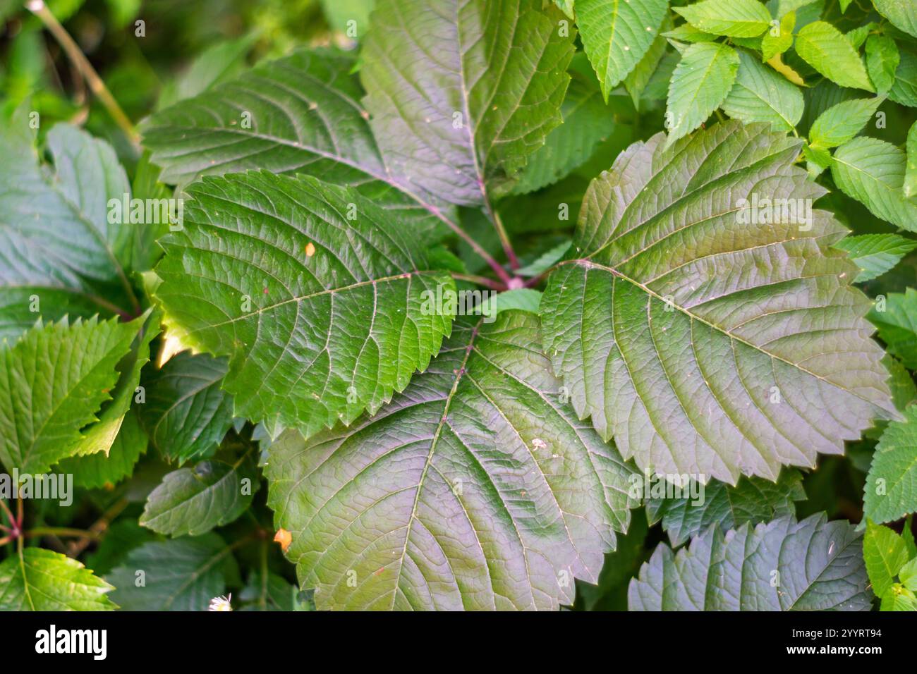 A close-up view of various green leaves featuring rich textures and ...