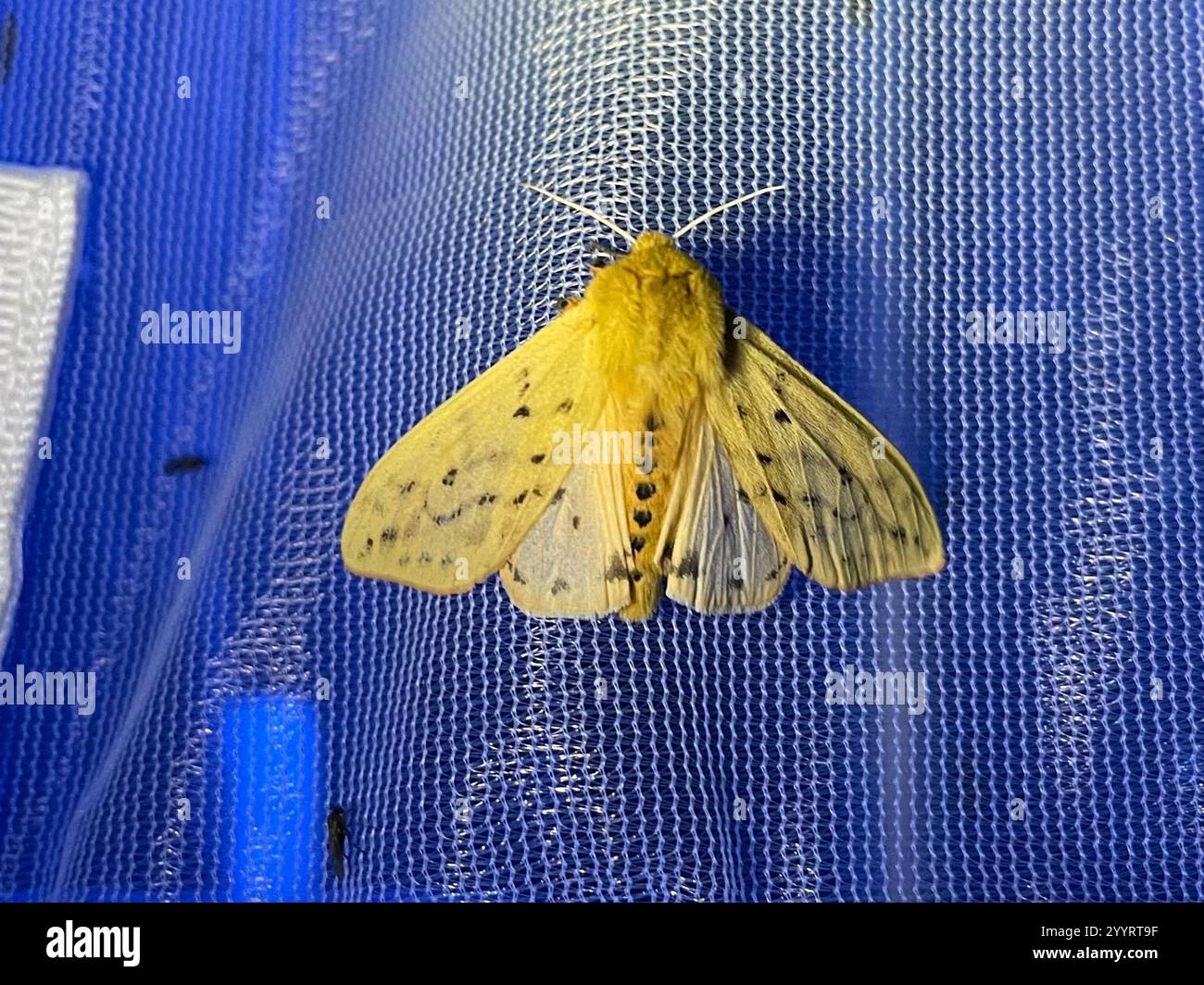 Isabella Tiger Moth (Pyrrharctia isabella Stock Photo - Alamy