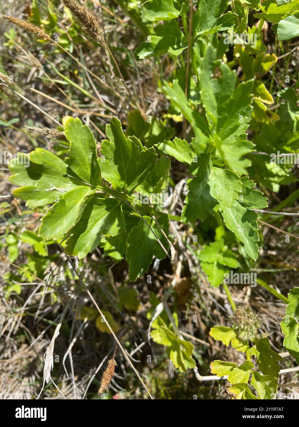 Celery (Apium graveolens Stock Photo - Alamy