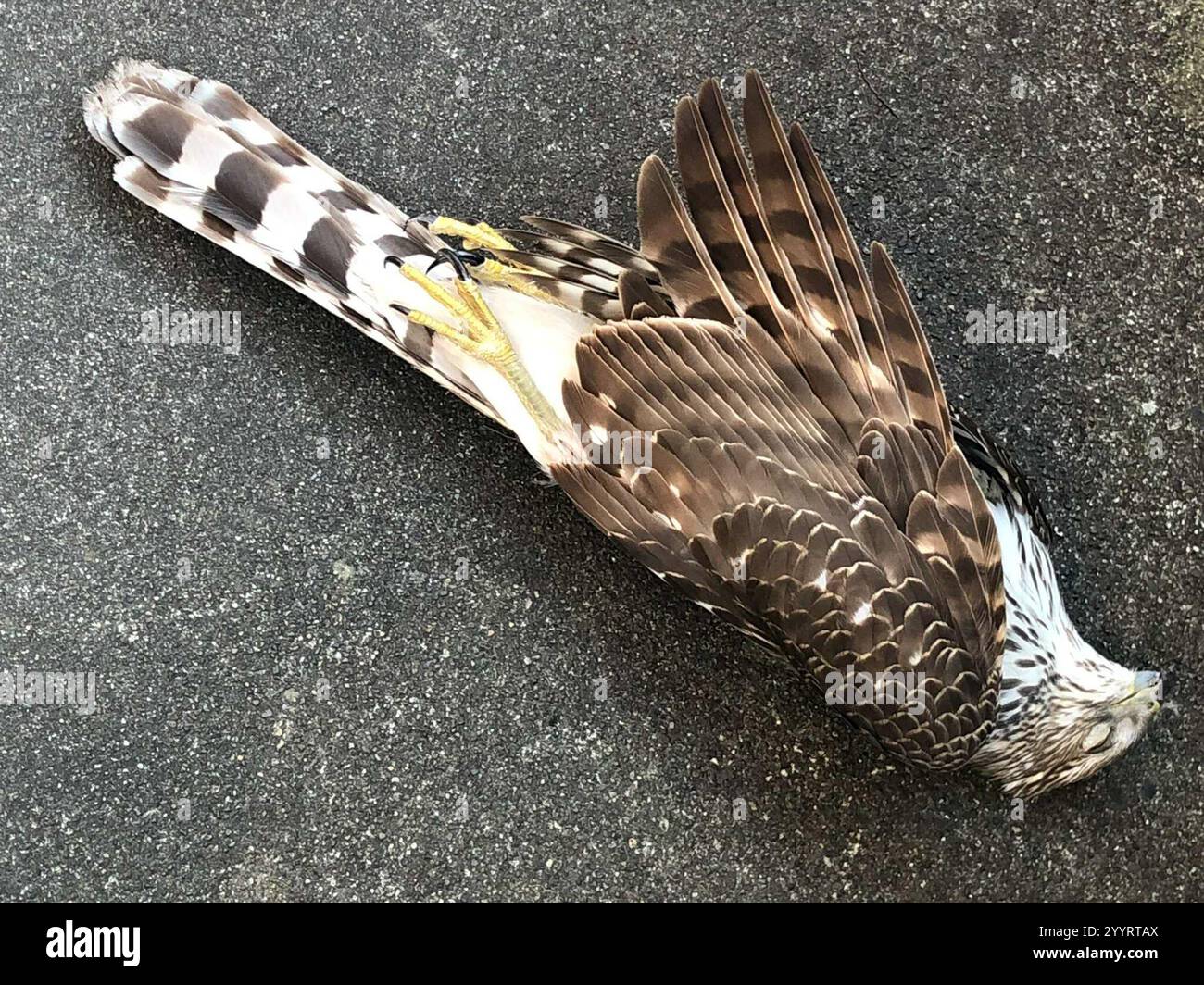 Cooper's Hawk (Astur cooperii Stock Photo - Alamy