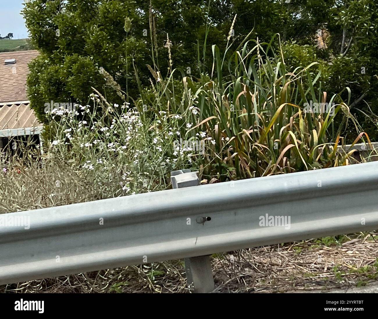 giant wild rye (Leymus condensatus Stock Photo - Alamy