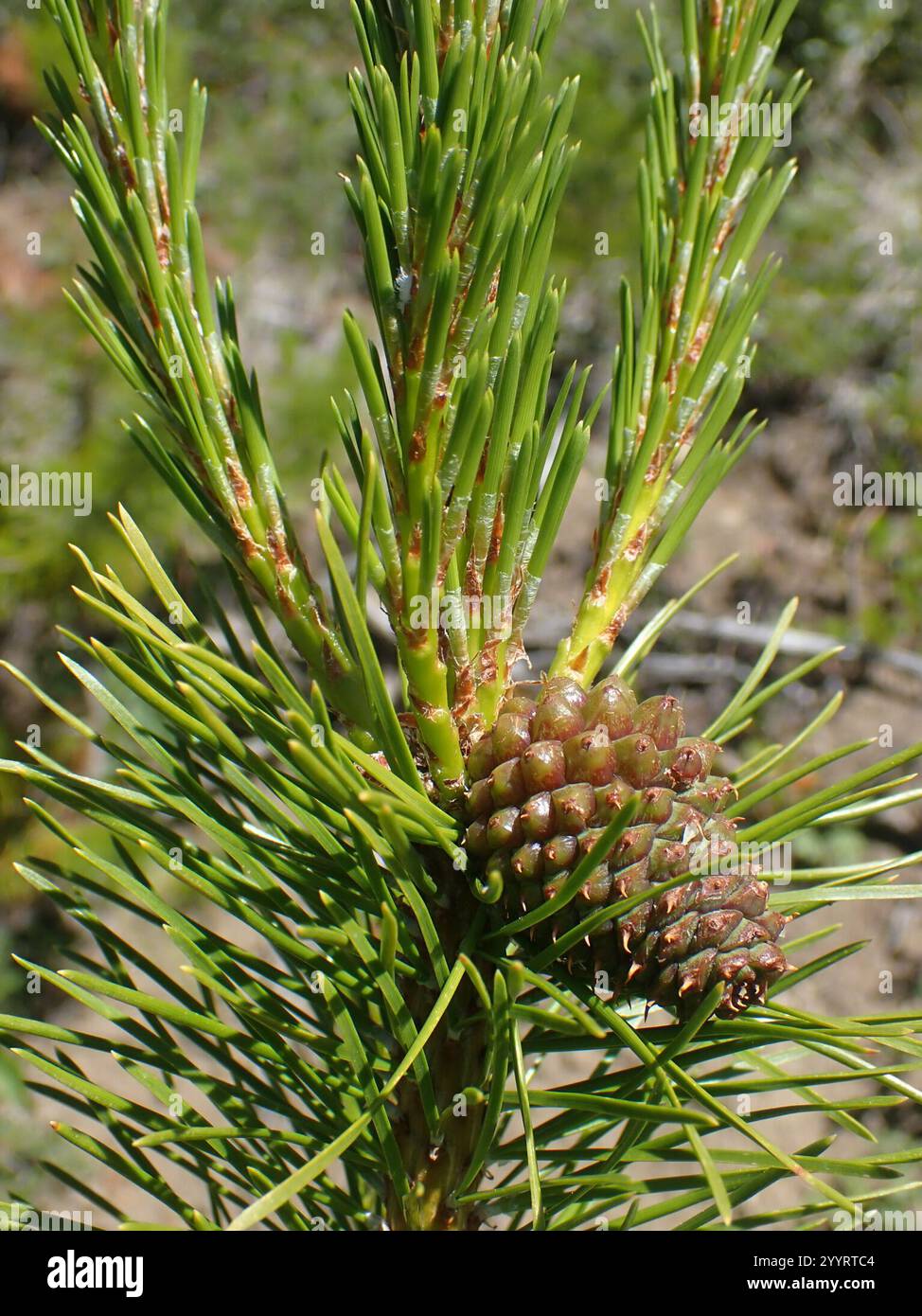 lodgepole pine (Pinus contorta Stock Photo - Alamy