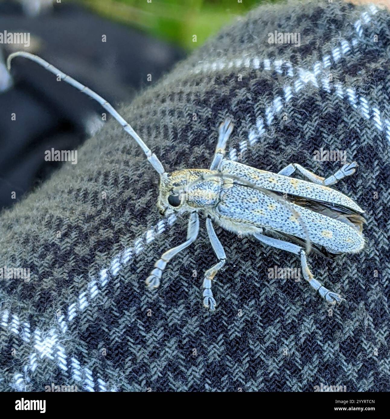 Poplar Borer (Saperda calcarata Stock Photo - Alamy