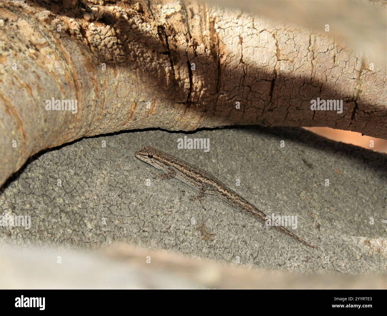 Bradfield's Dwarf Gecko (Lygodactylus bradfieldi Stock Photo - Alamy