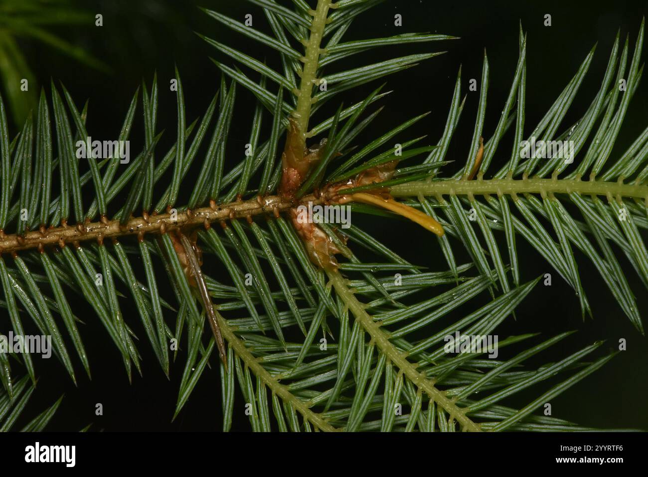 Sitka spruce (Picea sitchensis Stock Photo - Alamy