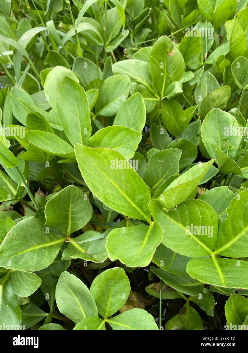 Bogbean (Menyanthes trifoliata Stock Photo - Alamy