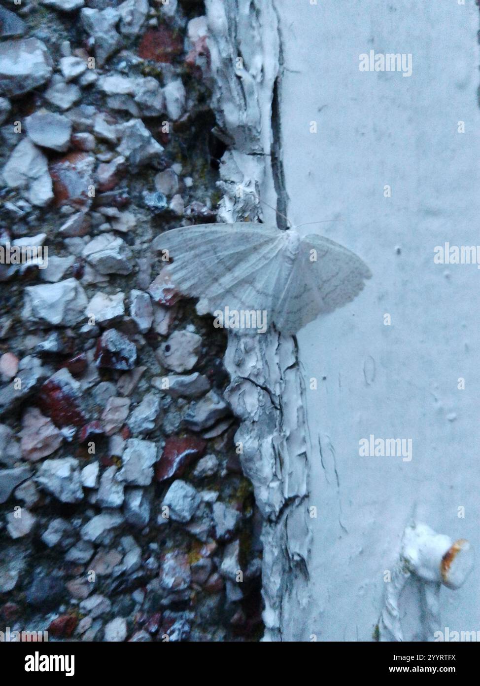 Common White Wave (Cabera pusaria Stock Photo - Alamy