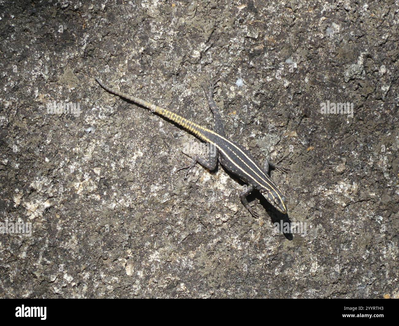 Zimbabwe Flat Lizard (Platysaurus intermedius rhodesianus Stock Photo ...