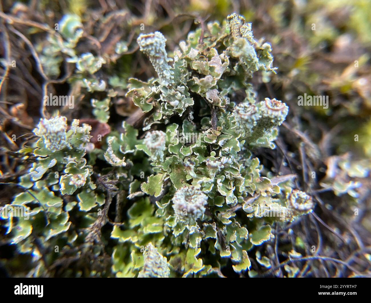pixie cup and reindeer lichens (Cladonia Stock Photo - Alamy
