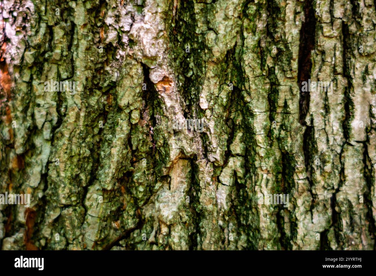 Close-up of tree bark reveals intricate textures and patterns in shades of brown and green. The ...