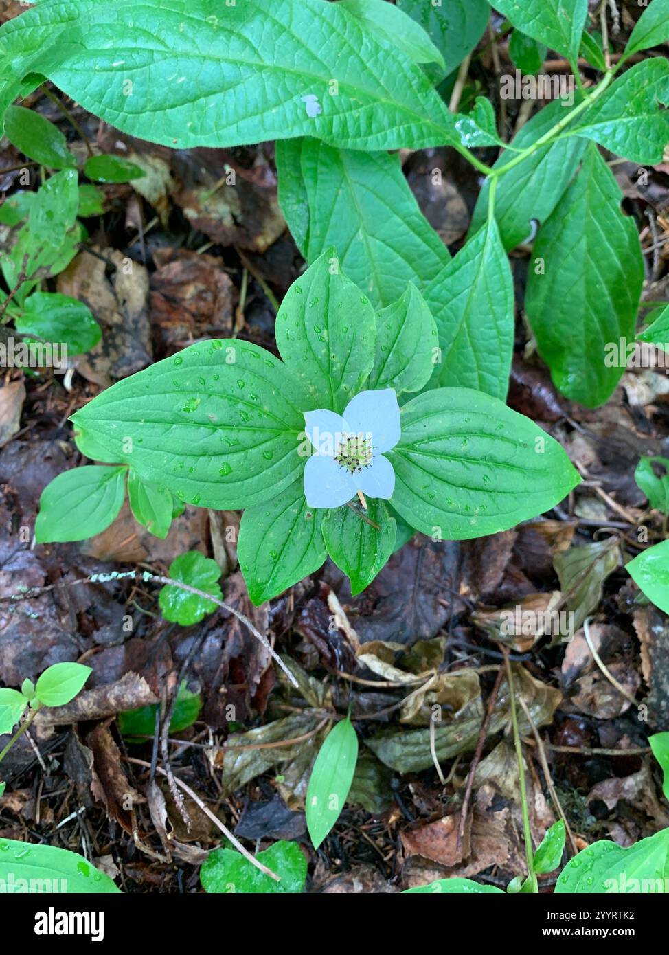 Canadian bunchberry (Cornus canadensis Stock Photo - Alamy