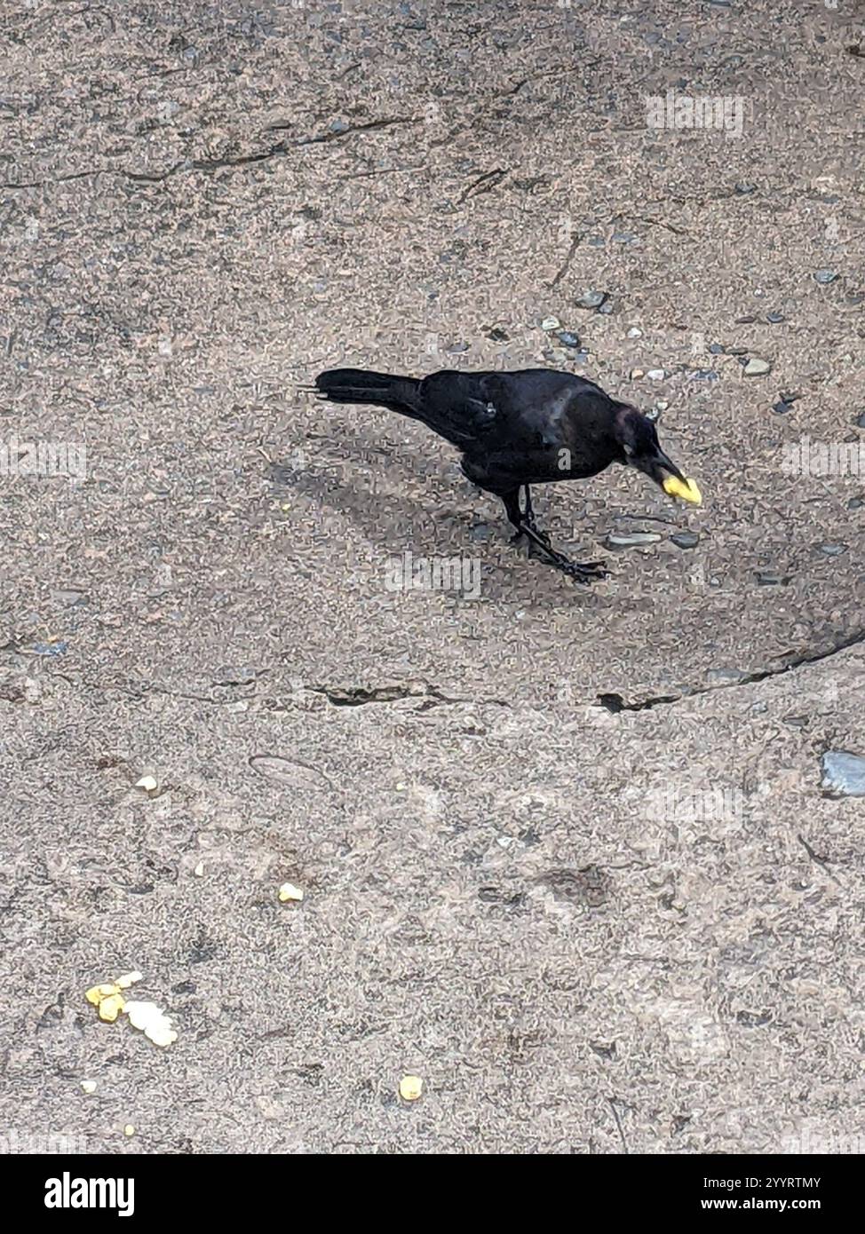 Common Grackle (Quiscalus quiscula Stock Photo - Alamy