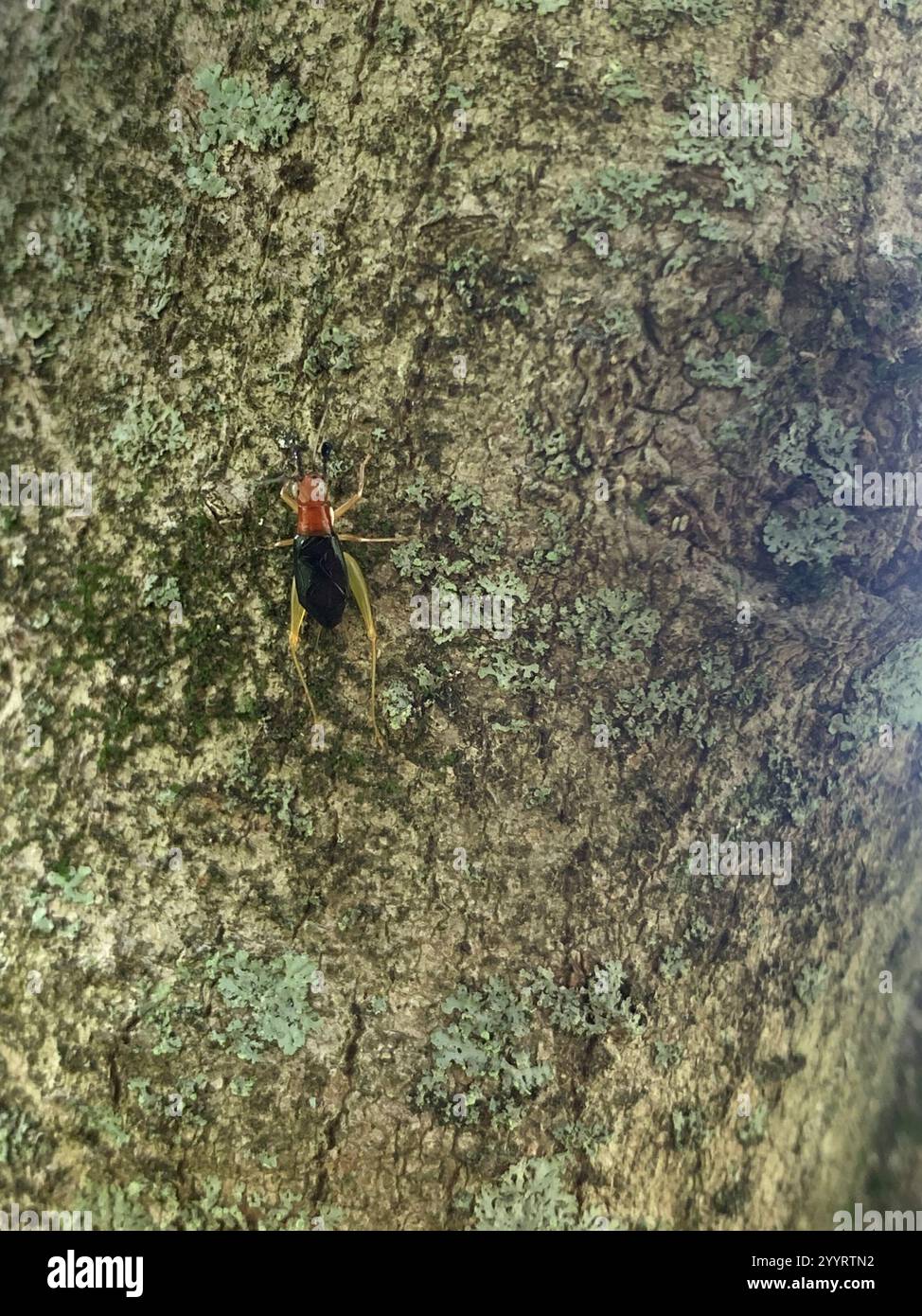 Red headed bush cricket hi-res stock photography and images - Alamy