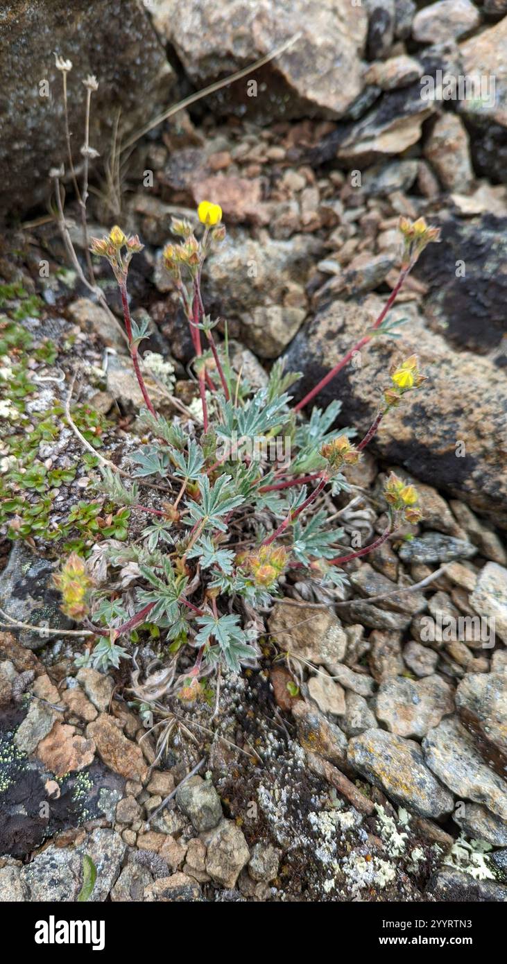 Blueleaf Cinquefoil (Potentilla glaucophylla Stock Photo - Alamy