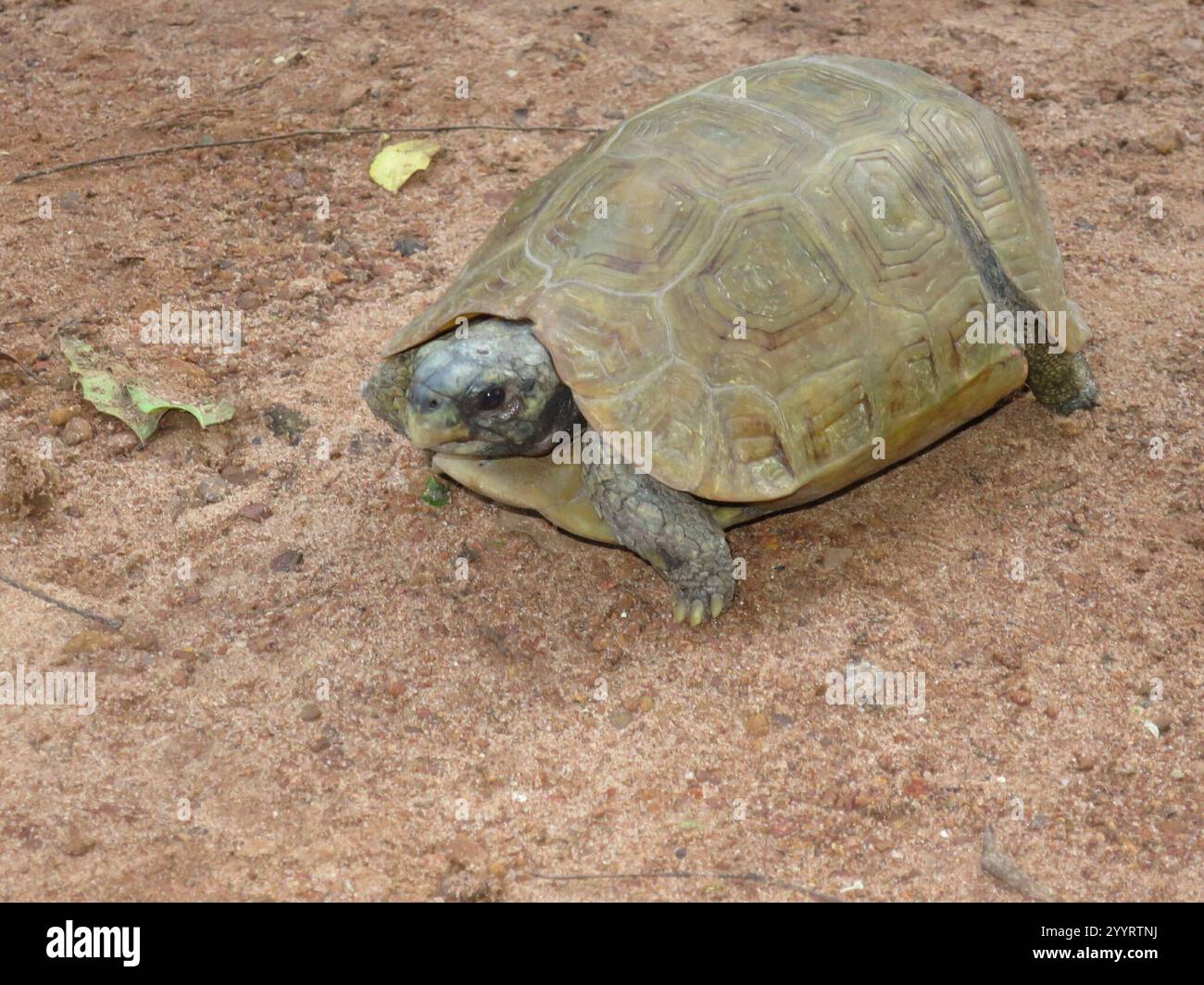 Western hinge-back tortoise (Kinixys nogueyi Stock Photo - Alamy
